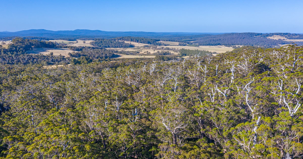 Amazing Lookouts at Walpole-Nornalup National Park | Walpole, WA